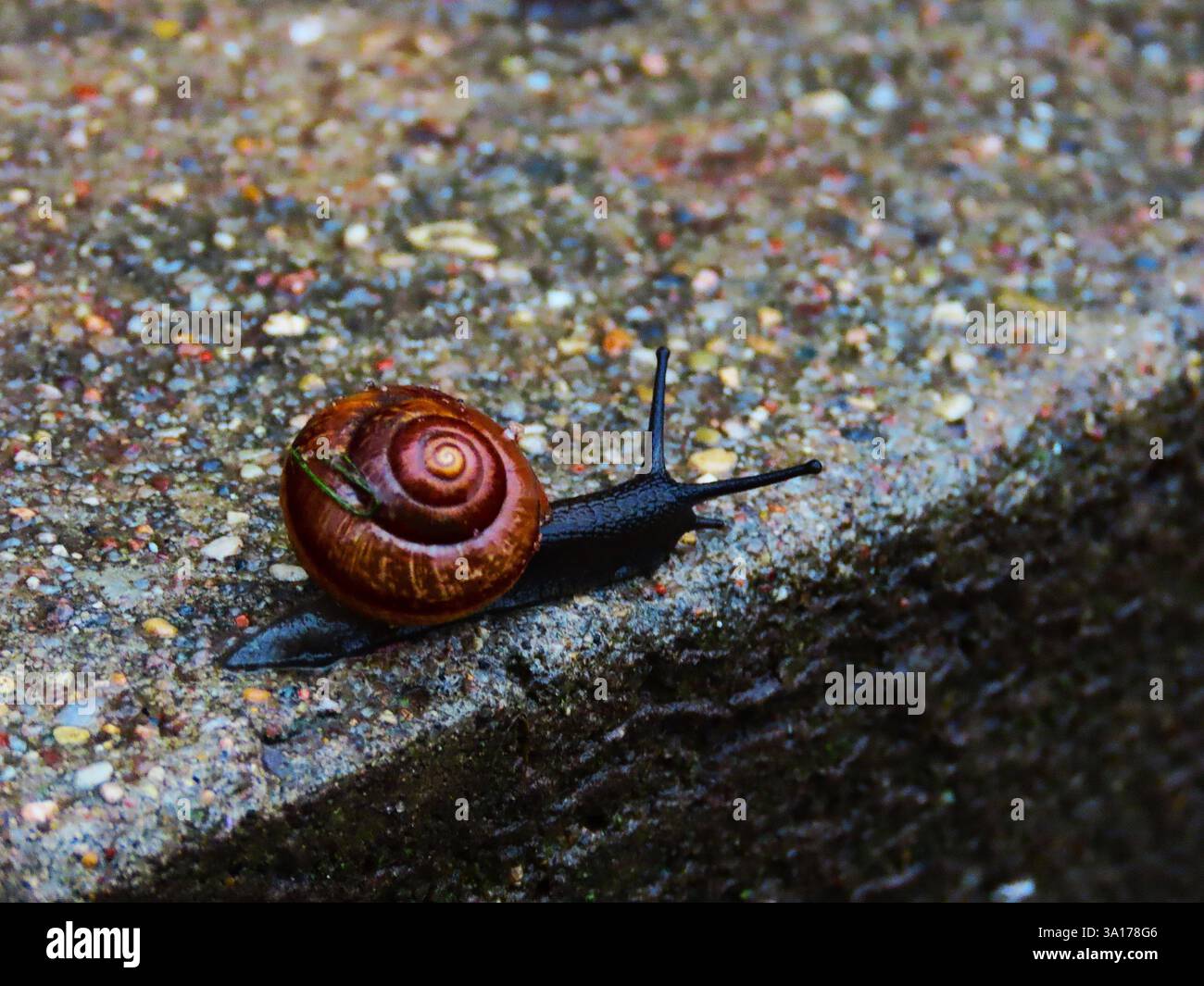 Snail crawling on asphalt hi-res stock photography and images - Alamy