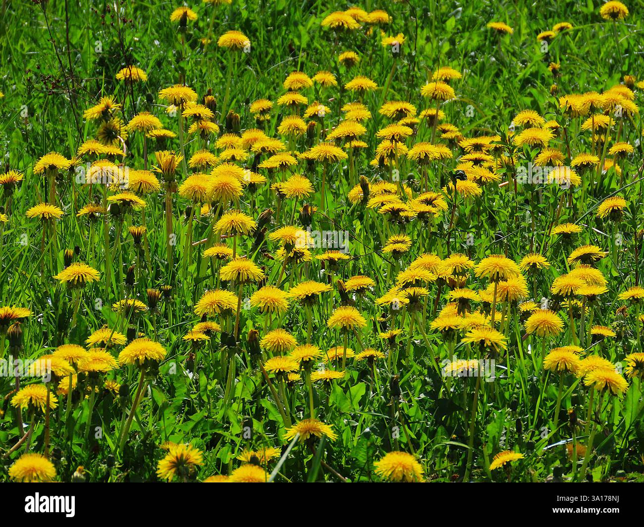 Spring dandelions in fresh green hi-res stock photography and images ...