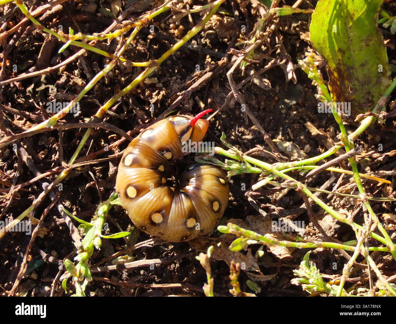 Spring mood, caterpillar life begining Stock Photo - Alamy