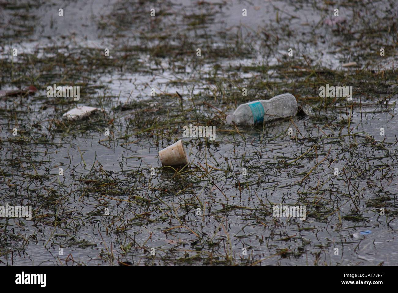 Marsh cup hi-res stock photography and images - Alamy