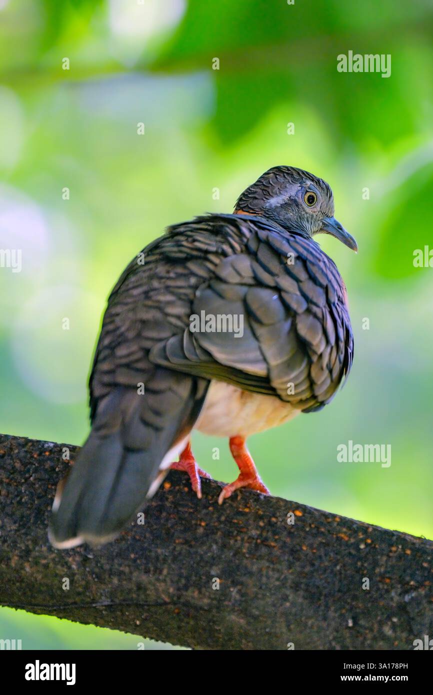 Geopelia humeralis perching on branch Stock Photo - Alamy