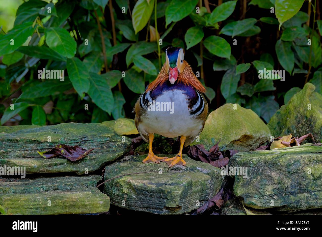 Male mandarin duck on the rock Stock Photo - Alamy