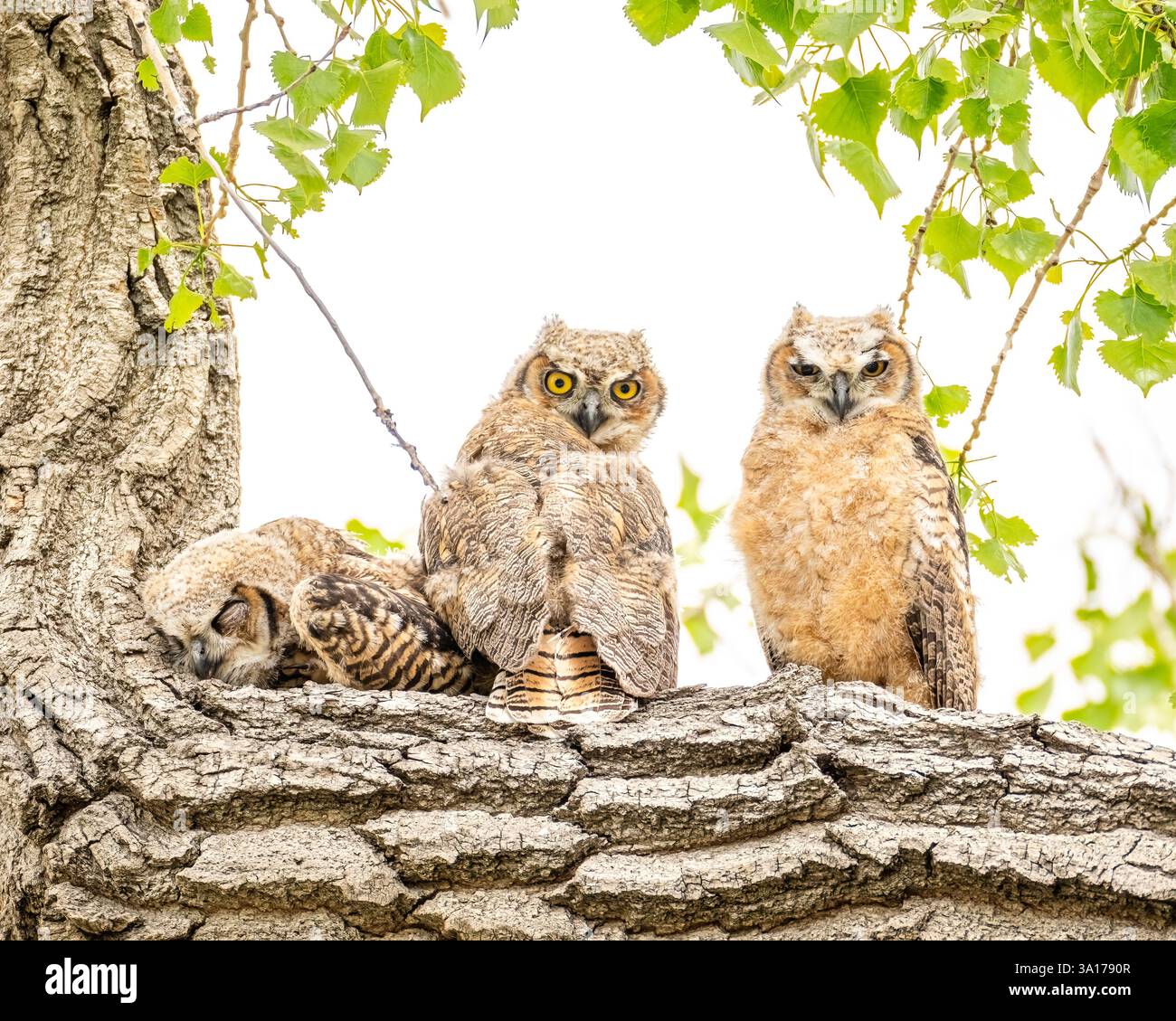 Three owls rest on a tree branch with one snuggled into the corner ...