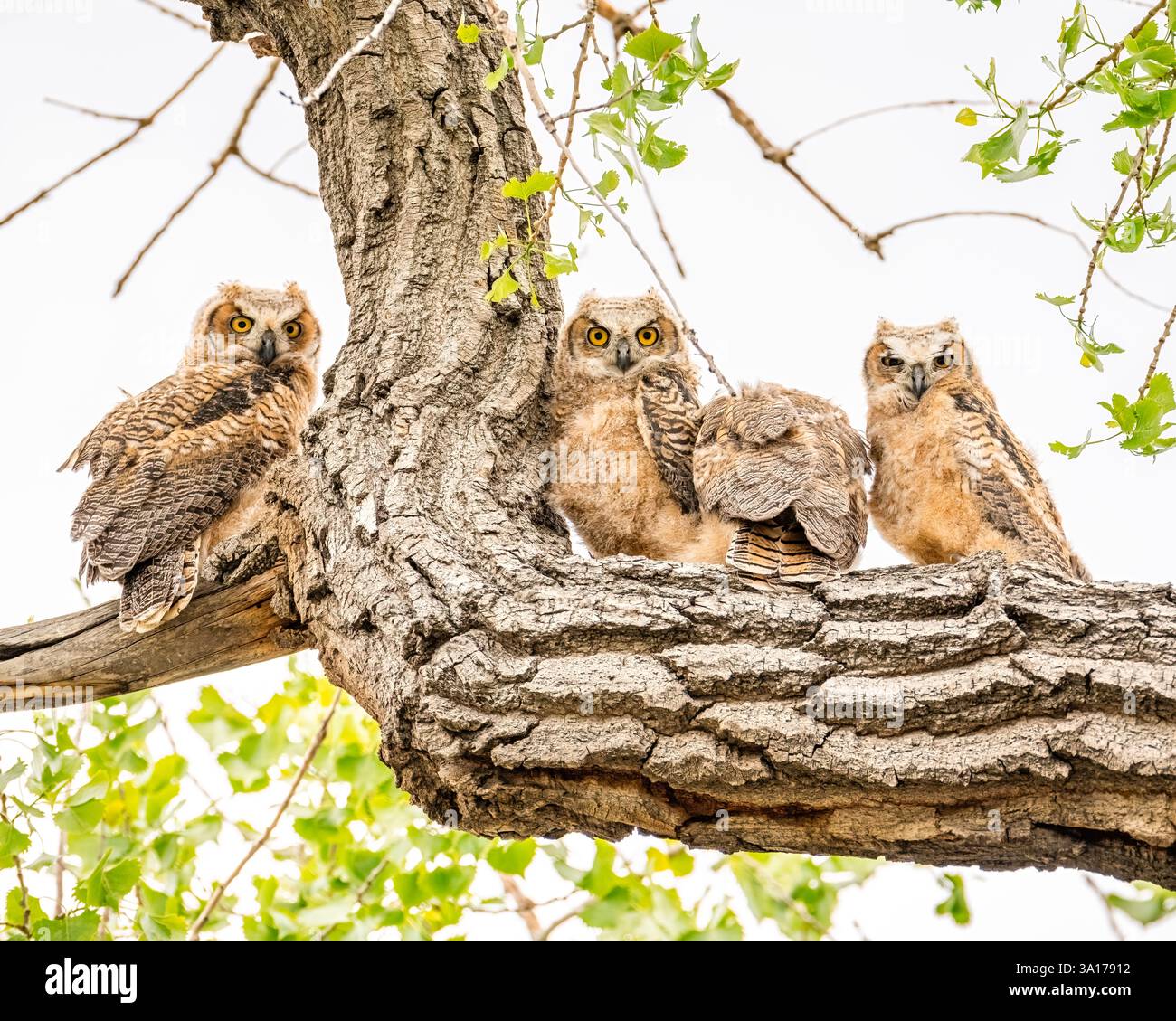 Four owls rest on tree branch Stock Photo - Alamy