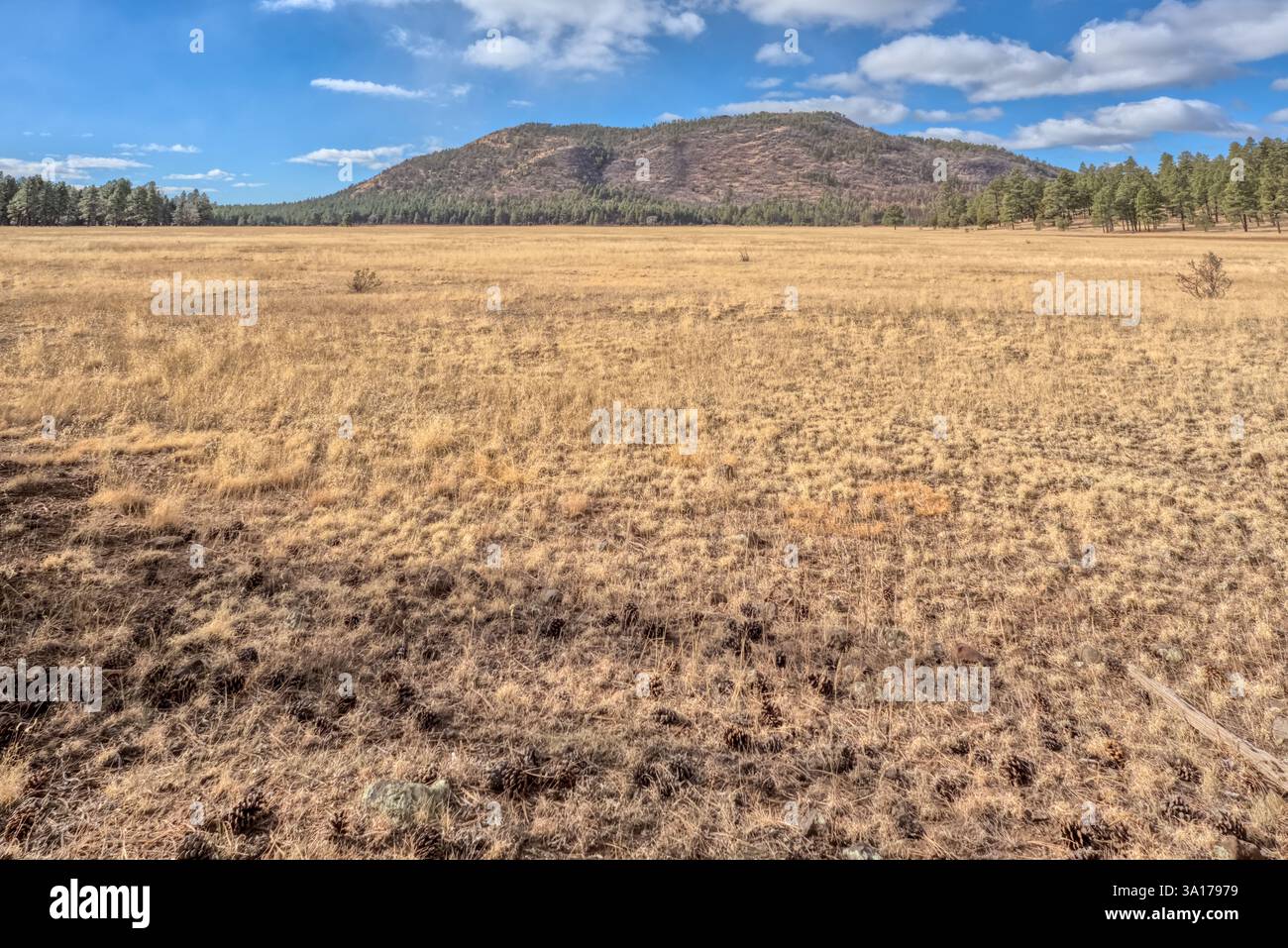 Prairie forest hi-res stock photography and images - Alamy