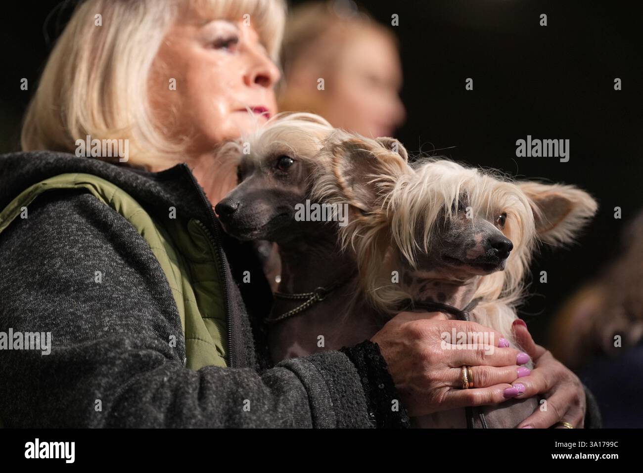 Chinese Crested Dogs at the Crufts Dog Show at the National Exhibition ...