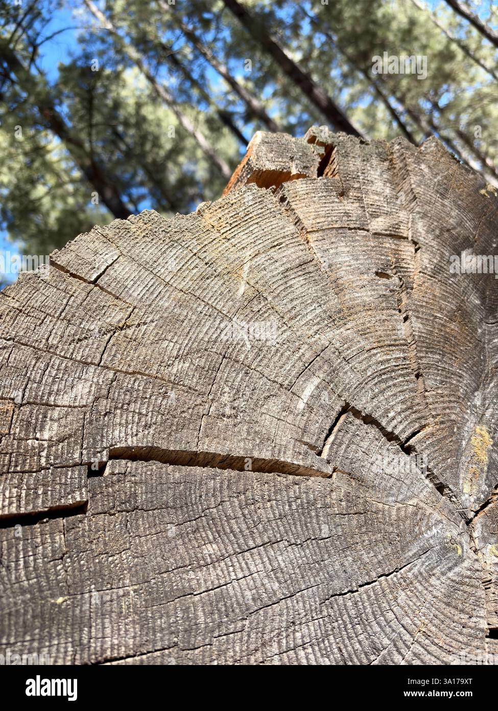 Close-up of a cracked tree stump with visible growth rings in a forest ...