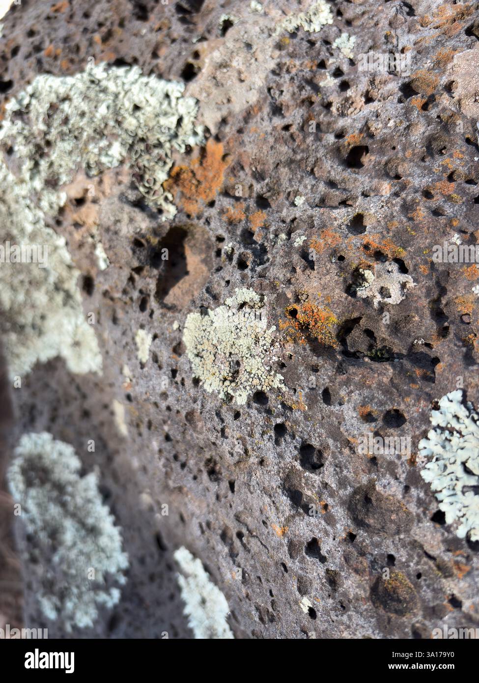 Close-up of textured porous volcanic rock with lichen growth Stock ...