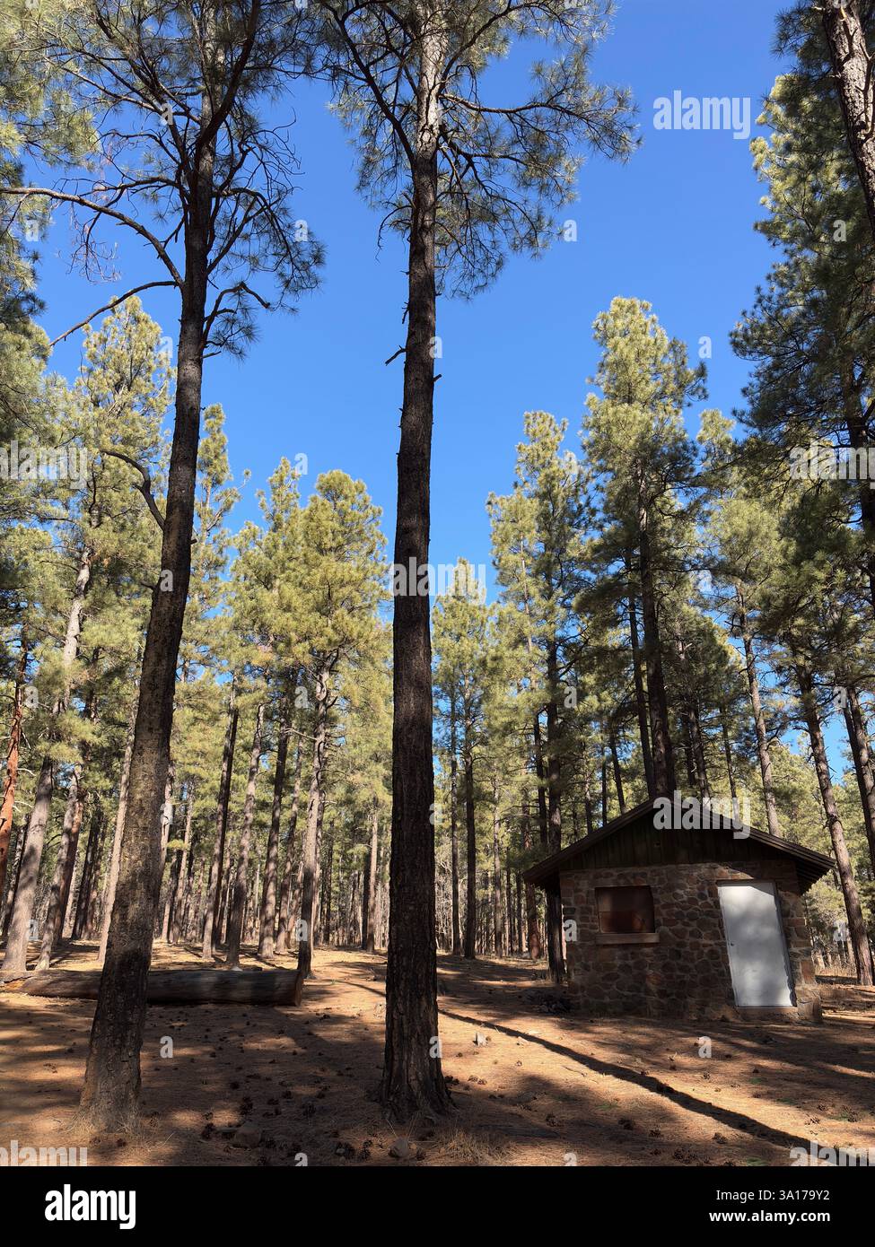 Small stone cabin in a dense pine forest under a bright blue sky Stock ...