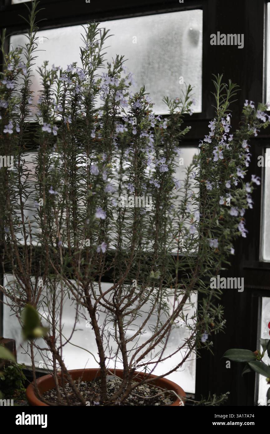 Winter flowering rosemary plant in hi-res stock photography and images ...
