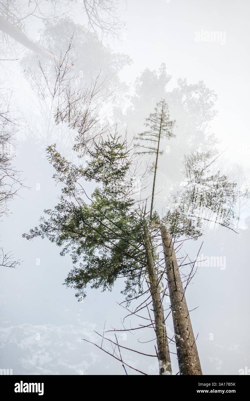 Double trunk tree hi-res stock photography and images - Alamy