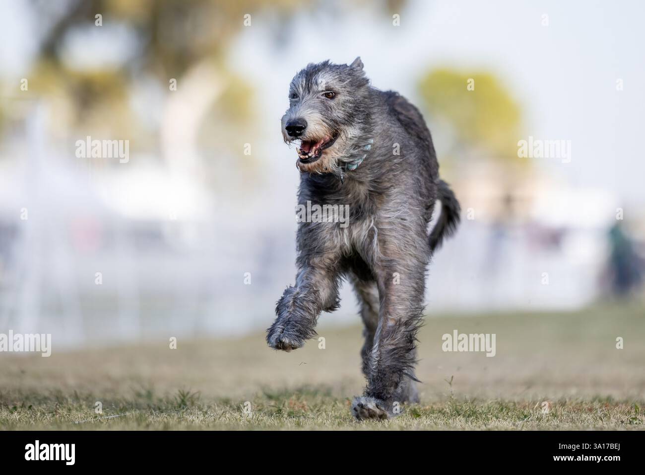 Irish Wolfhound Running Lure Course Sprint Dog Sport Stock Photo - Alamy
