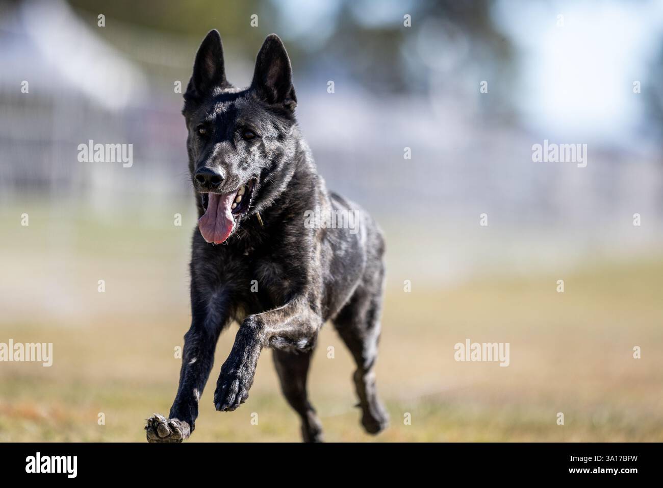 German Shepherd Running Lure Course Sprint Dog Sport Stock Photo - Alamy