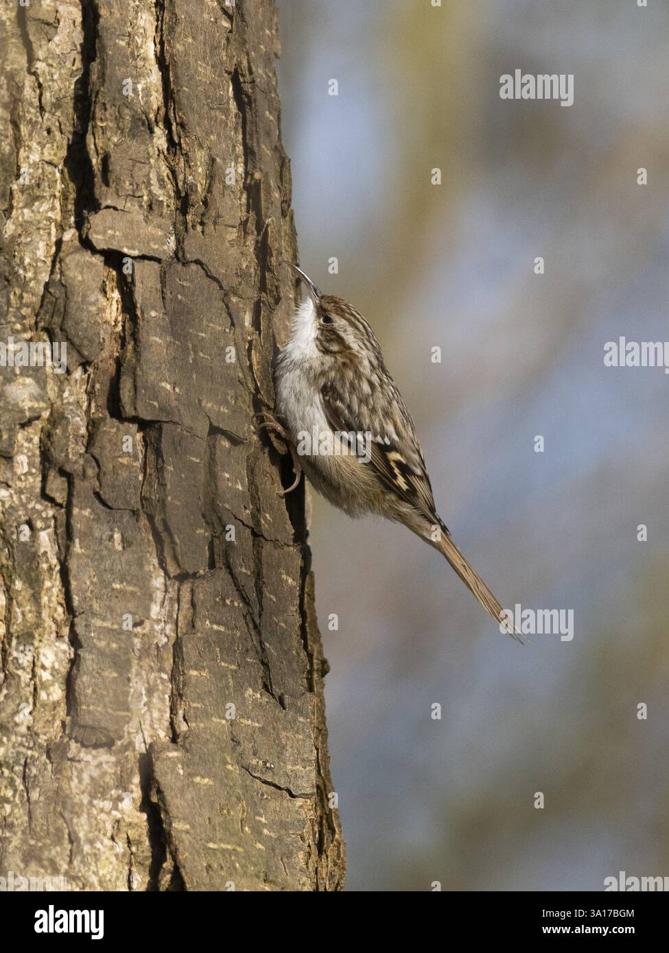 Tree Creeper (Certhia familiaris), on a tree stem, searching for ...