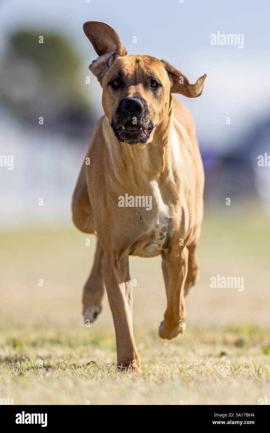 Rhodesian Ridgeback Running Lure Course Sprint Dog Sport Stock Photo ...