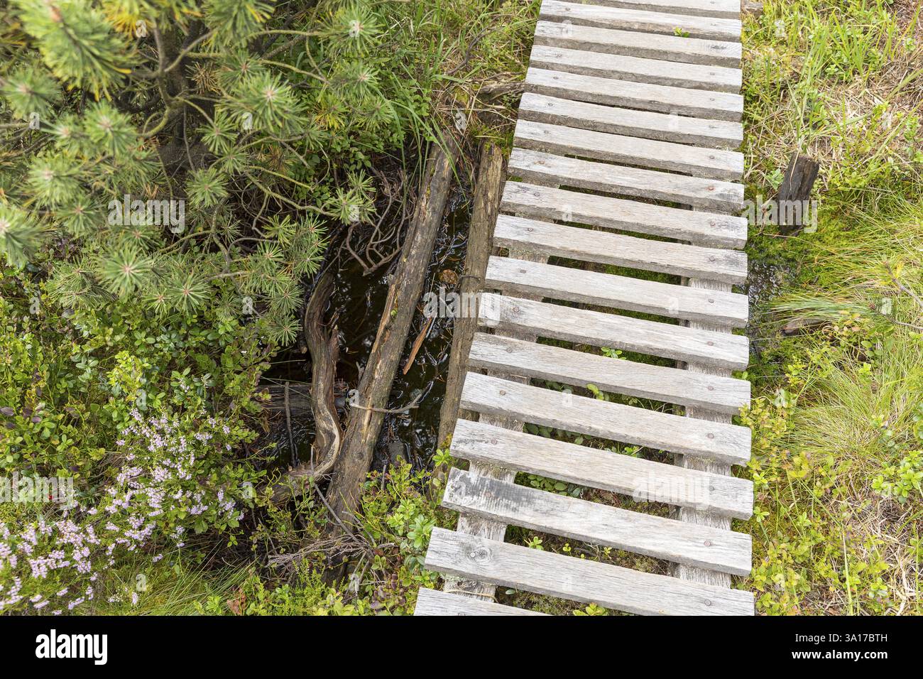 Boardwalk over a stillwater in the Georgenfelder Hochmoor nature ...
