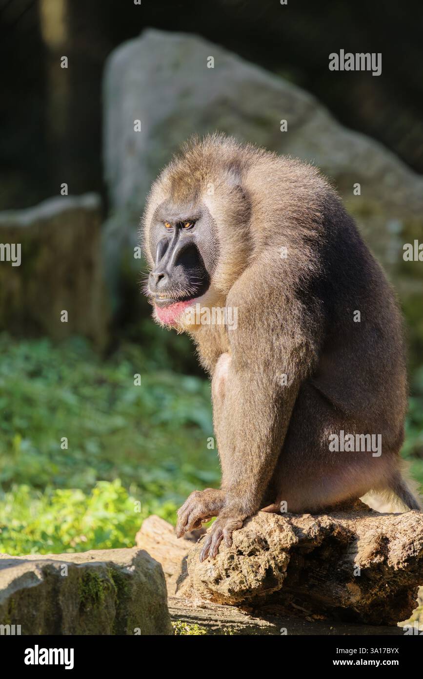 An adult male drill (Mandrillus leucophaeus) sits on a rock on the ...