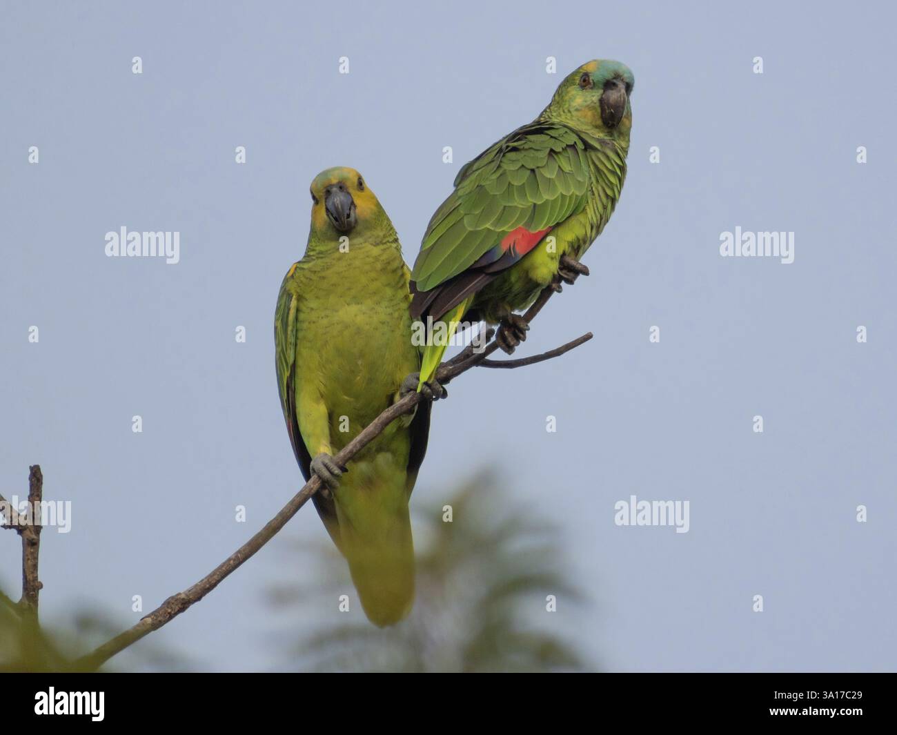 Free-living blue-fronted amazons (Amazona aestiva) in Buenos Aires ...