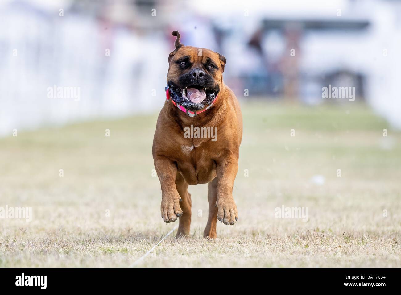 English mastiff hi-res stock photography and images - Alamy