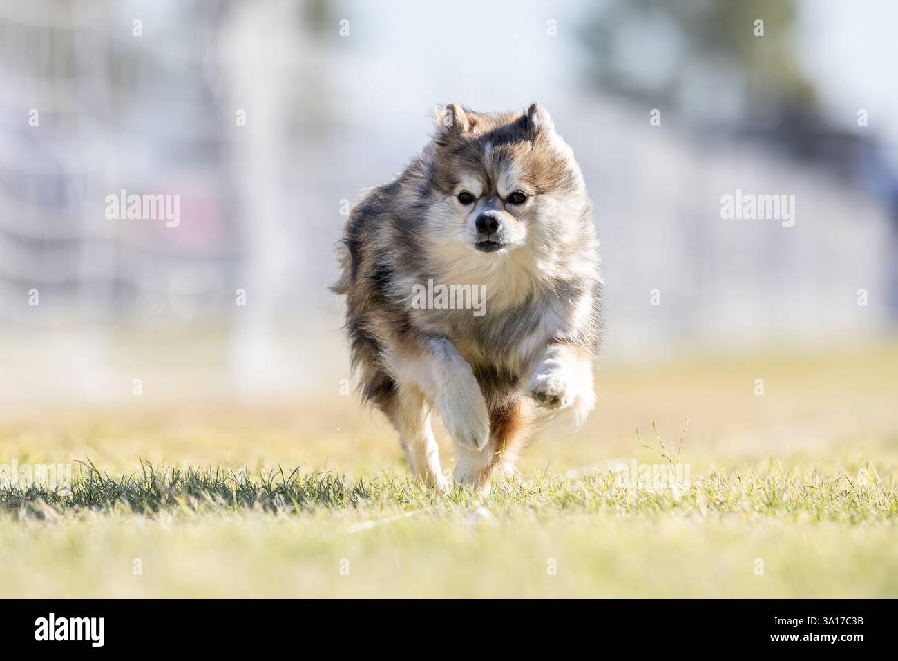Pomsky Mix Running Lure Course Sprint Dog Sport Stock Photo - Alamy