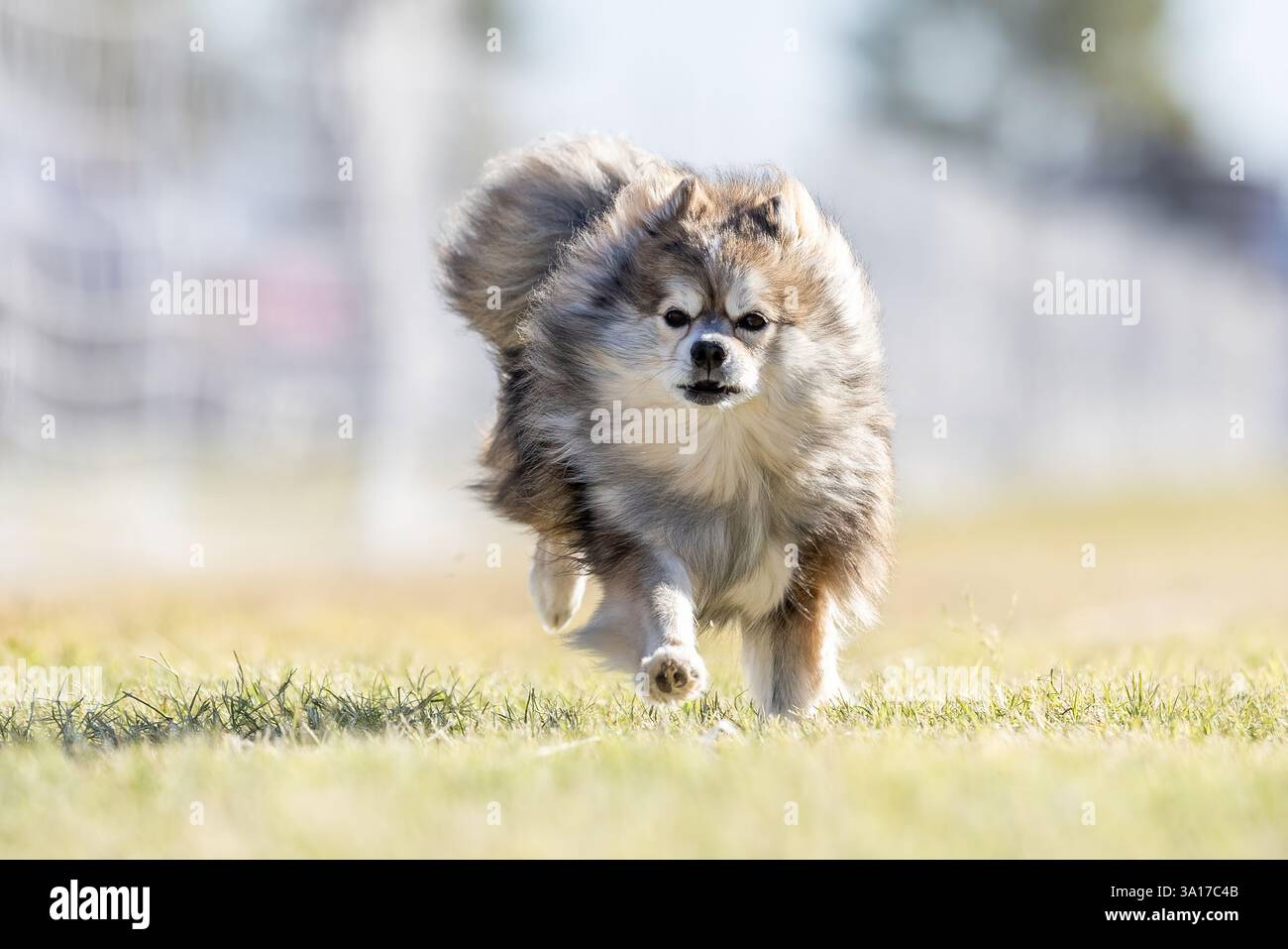 Pomeranian husky mix hi-res stock photography and images - Alamy