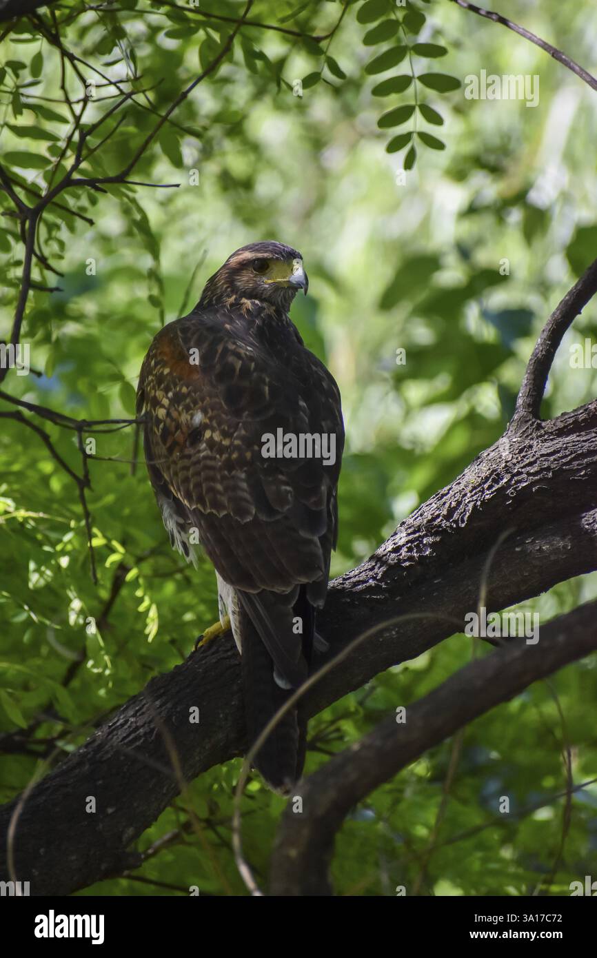 Desert Buzzard (Parabuteo unicinctus) in a tree in Buenos Aires ...