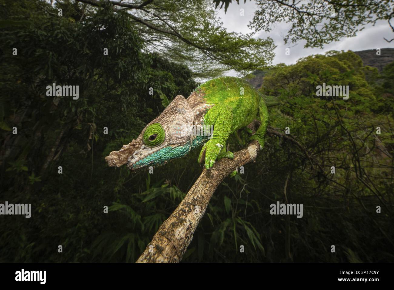 Female chameleon (Calumma linotum) in the rainforests of Amper Mountain ...