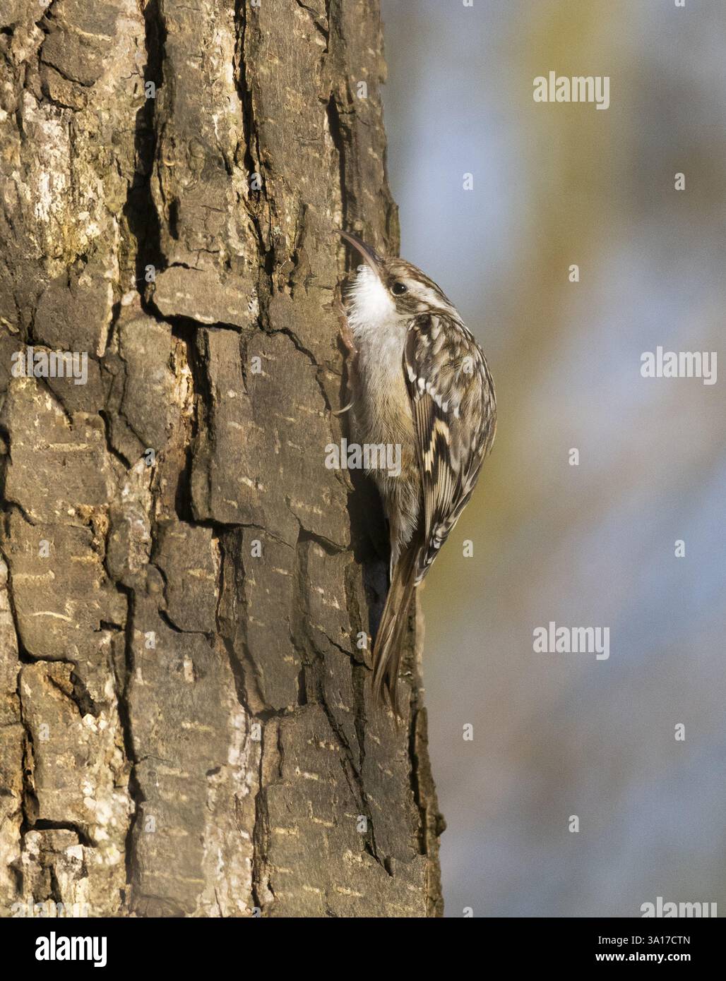 Tree Creeper (Certhia familiaris), flattening itself against a tree ...