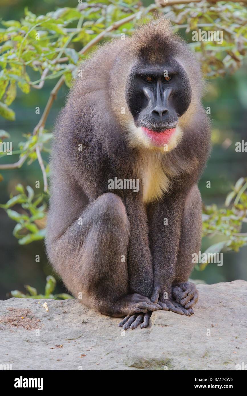 An adult male drill (Mandrillus leucophaeus) sits on a rock on the ...