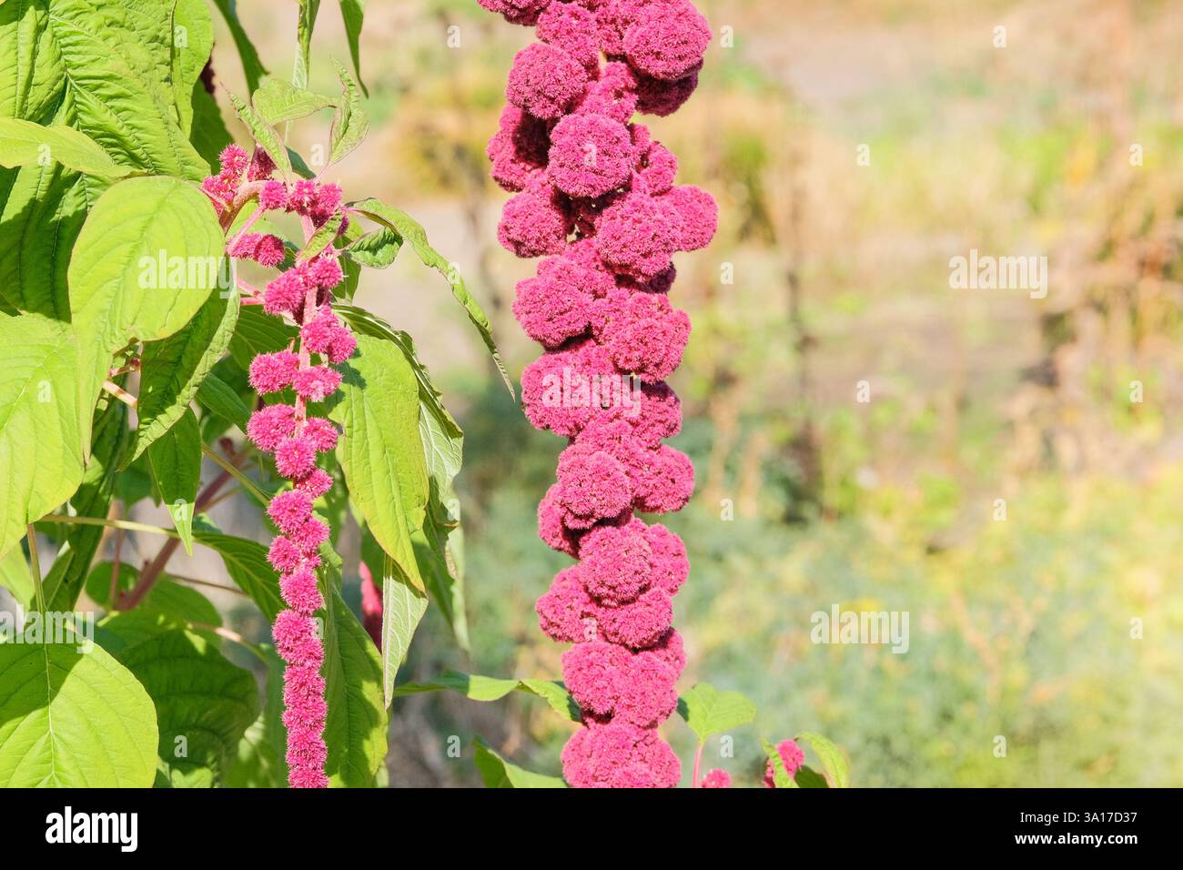 Amaranthus caudatus of purple color. Growing plant protein in rural ...