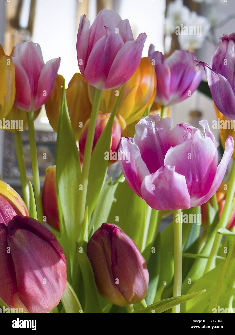 Different coloured tulips (Tulipa Stock Photo - Alamy