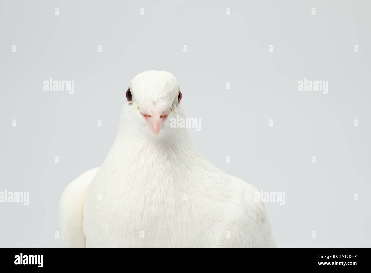 One dove on white background. Beautiful bird Stock Photo - Alamy