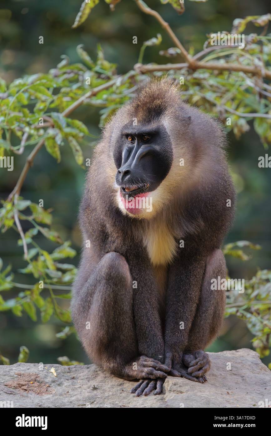 An adult male drill (Mandrillus leucophaeus) sits on a rock on the ...