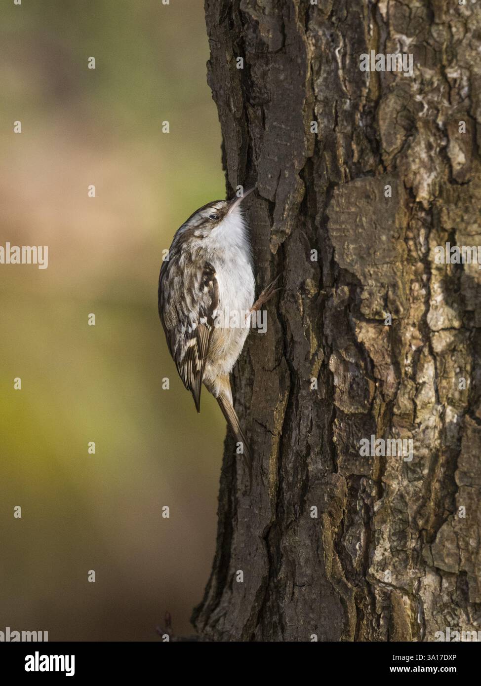 Tree Creeper (Certhia familiaris), on a tree stem, searching for ...