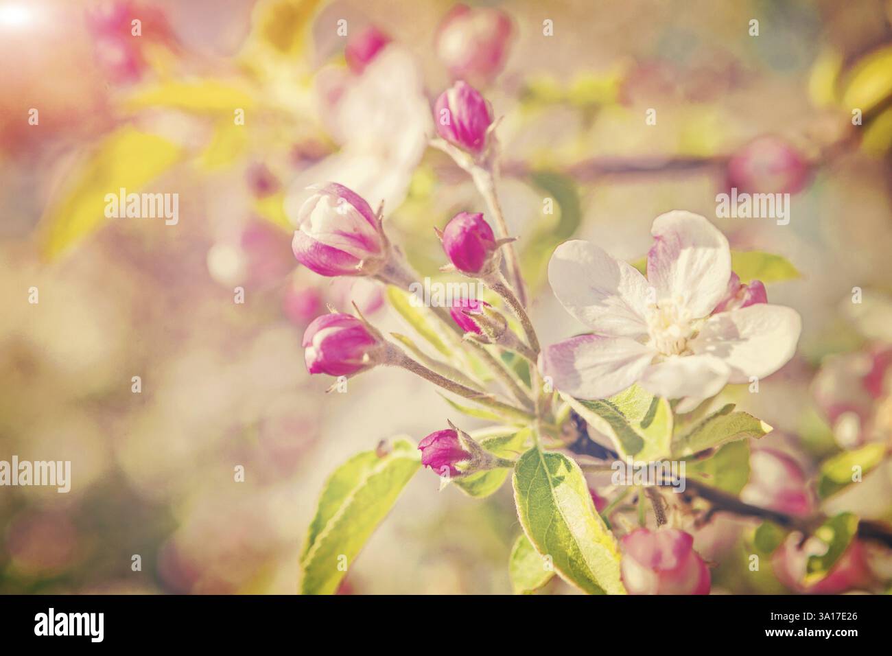 Little branch of apple tree with many flowers Stock Photo - Alamy