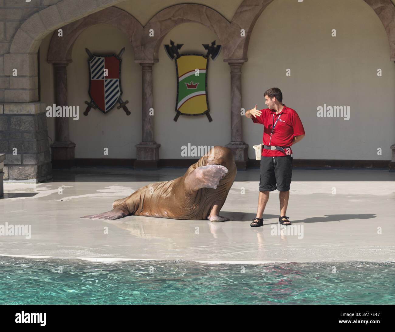 Walrus covering its eyes with his flipper. Show at Marineland, Niagara ...