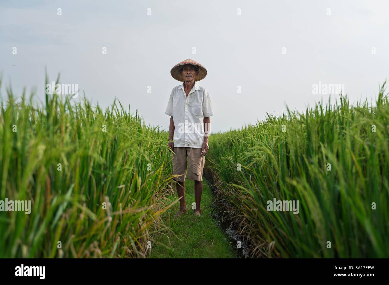 Farmer standing in rice field Stock Photo - Alamy