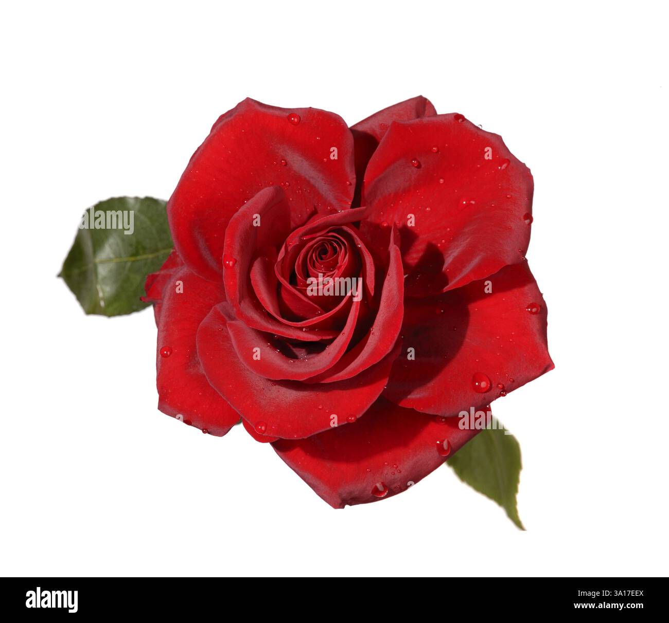 Detailed view bright red rose Cut Out Stock Images & Pictures - Alamy