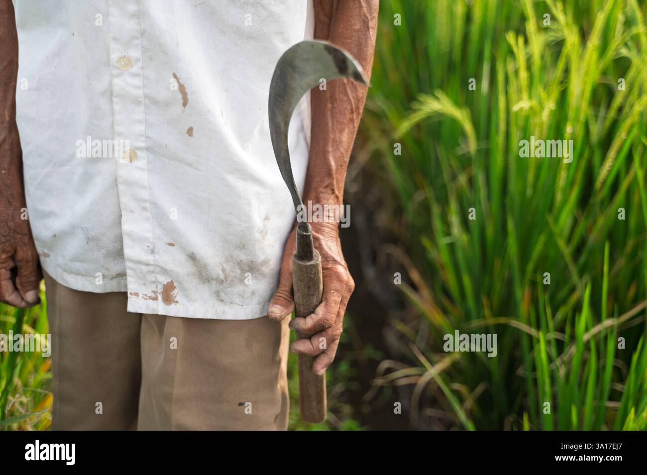 Crop farmer holding tool in rice field Stock Photo - Alamy