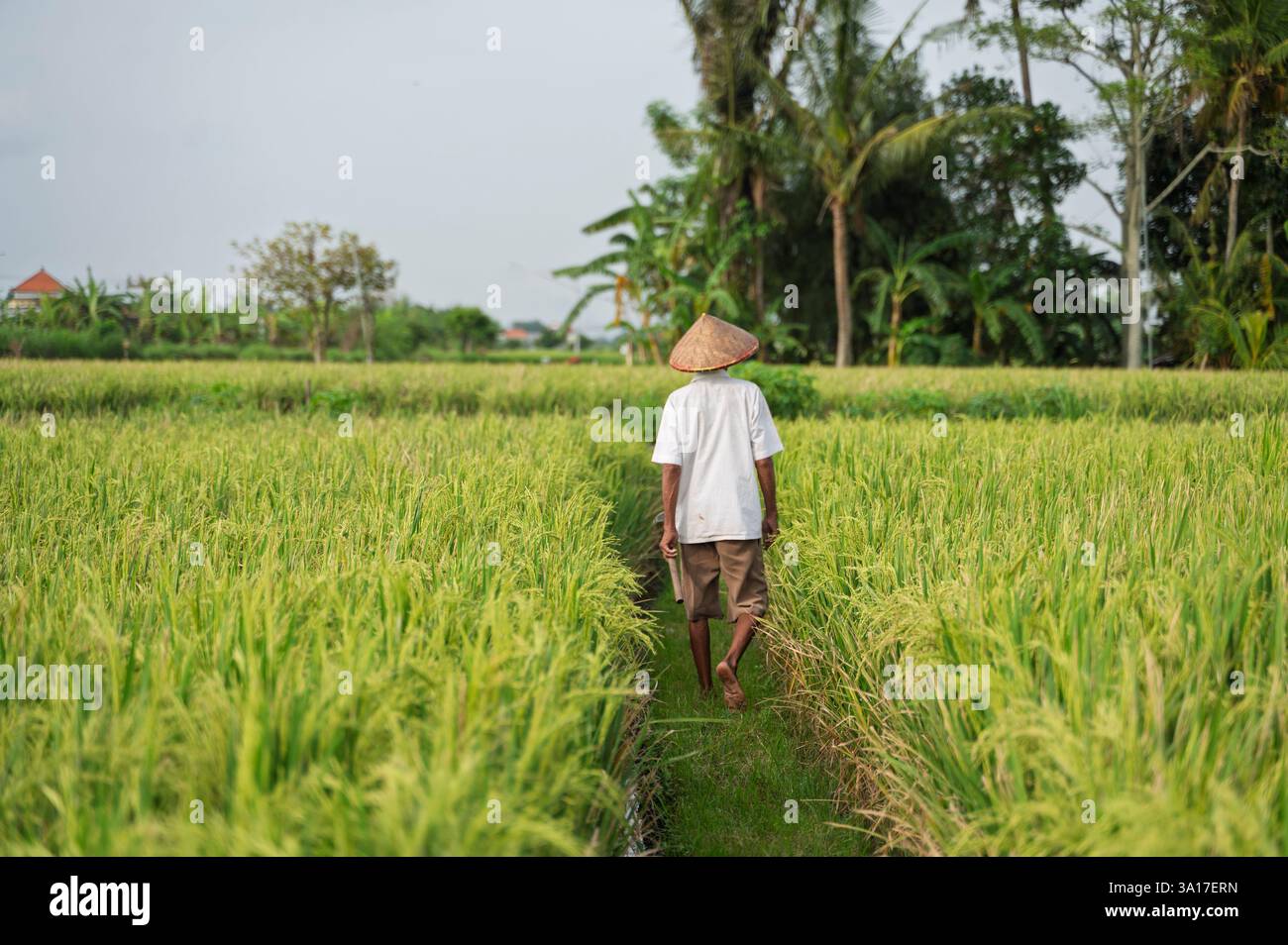 Anonymous farmer walking on rice field during daytime Stock Photo - Alamy