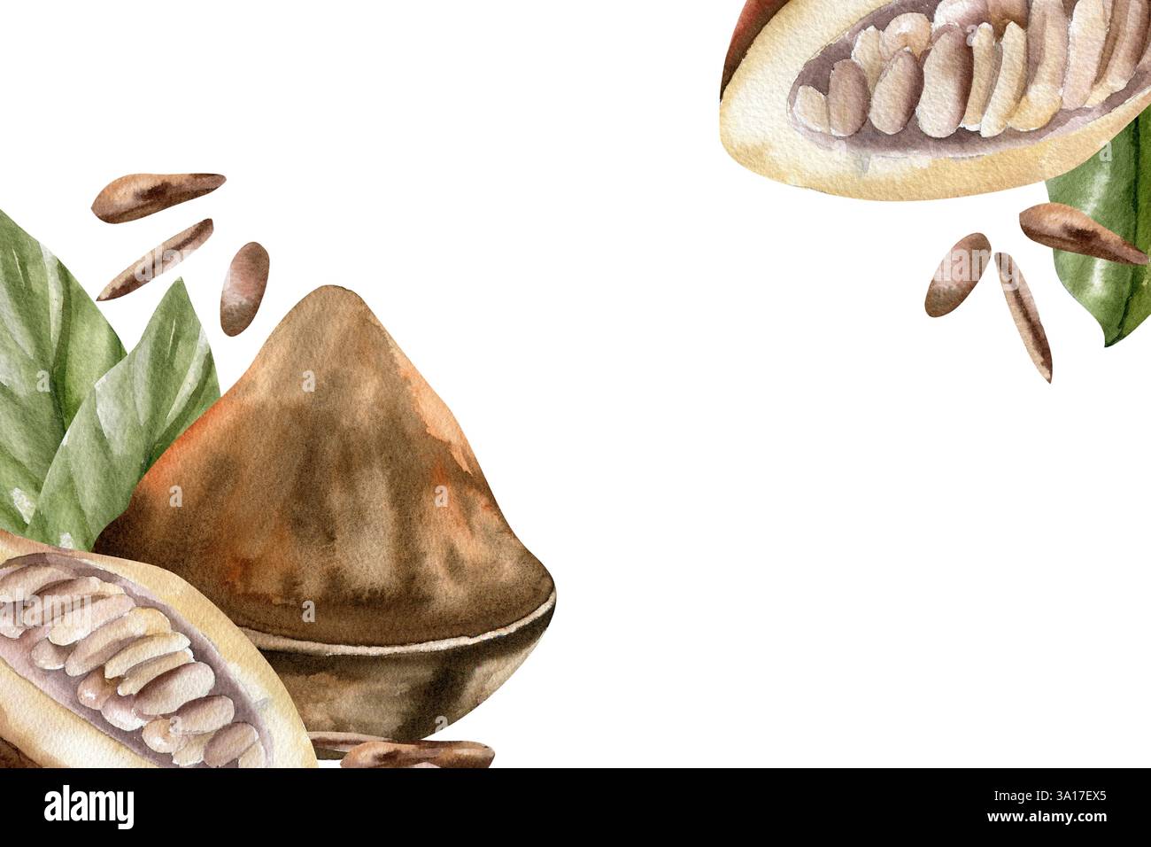 Fresh brown cocoa pods with beans,cocoa powder in plate with green ...