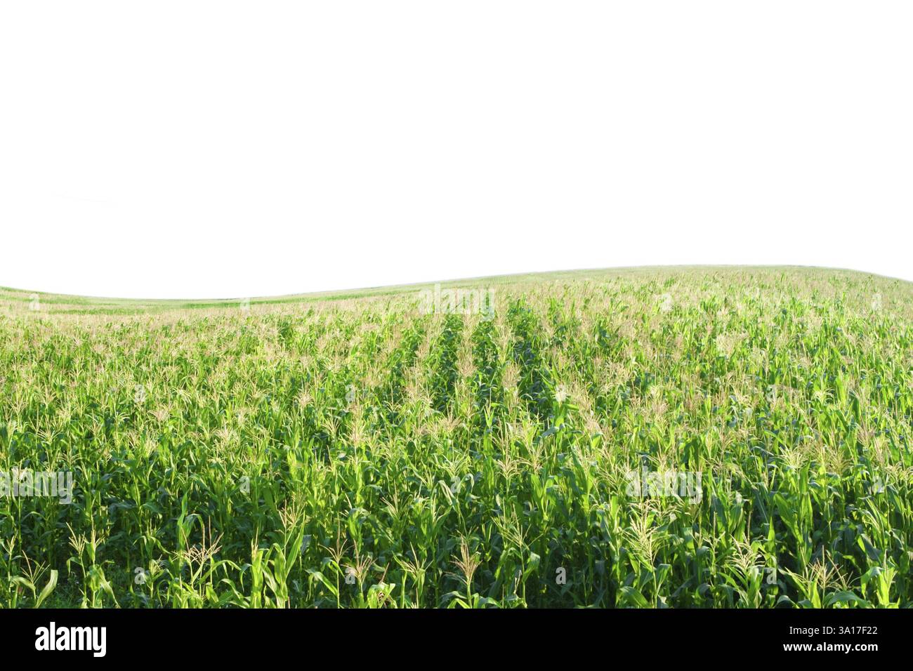 Corn field with Hill Stock Photo - Alamy