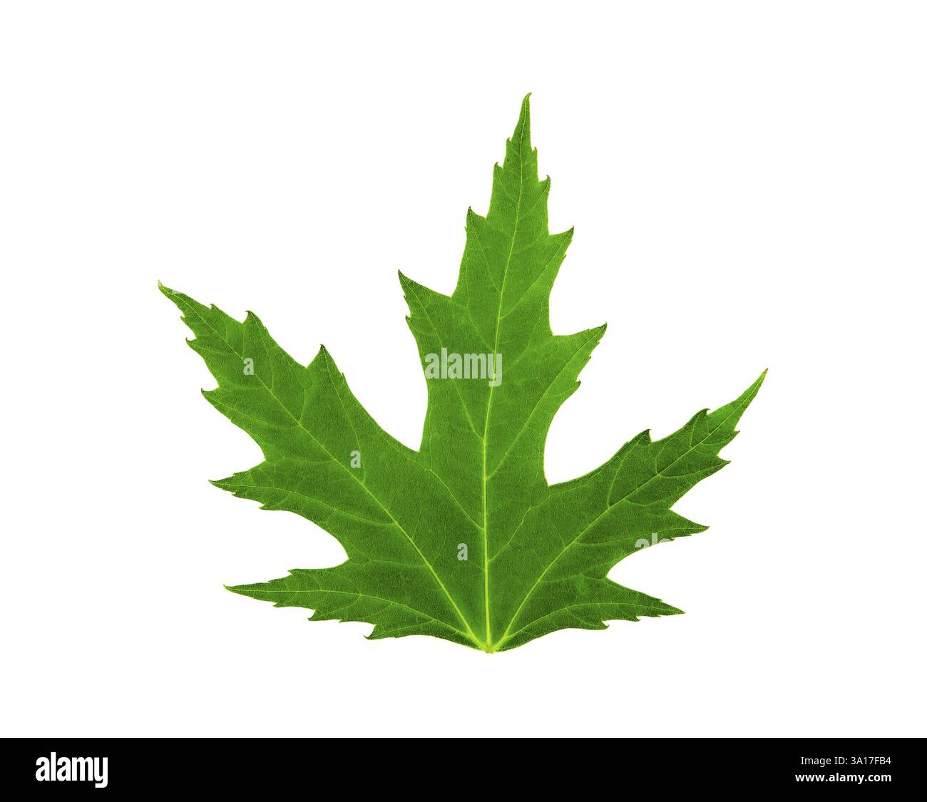 Fresh green leaf of mapple isolated Stock Photo - Alamy