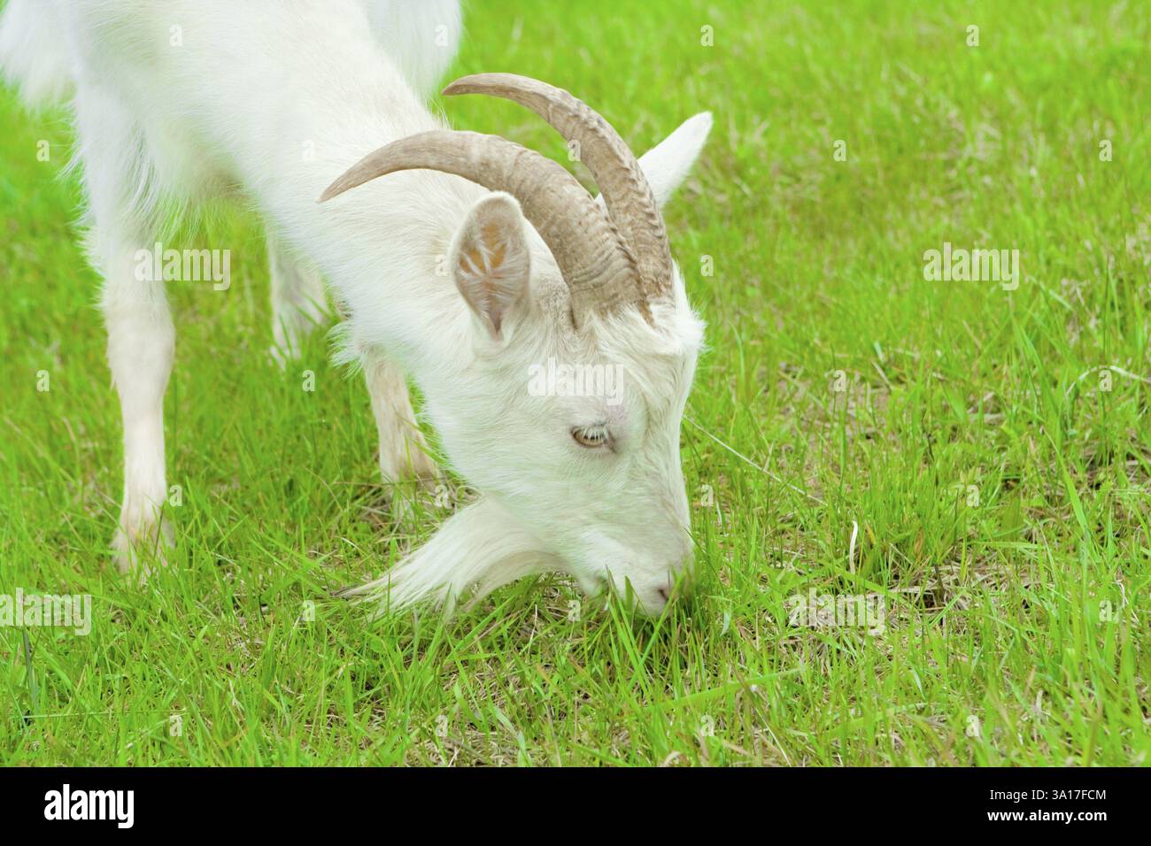 Goat eats green grass grazing hi-res stock photography and images - Alamy