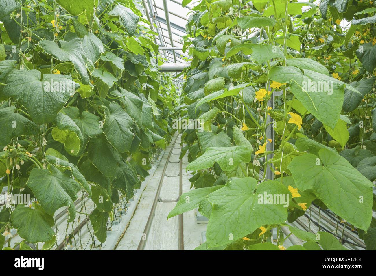 Cucumber Plants Growing Inside Greenhouse Stock Photo - Alamy