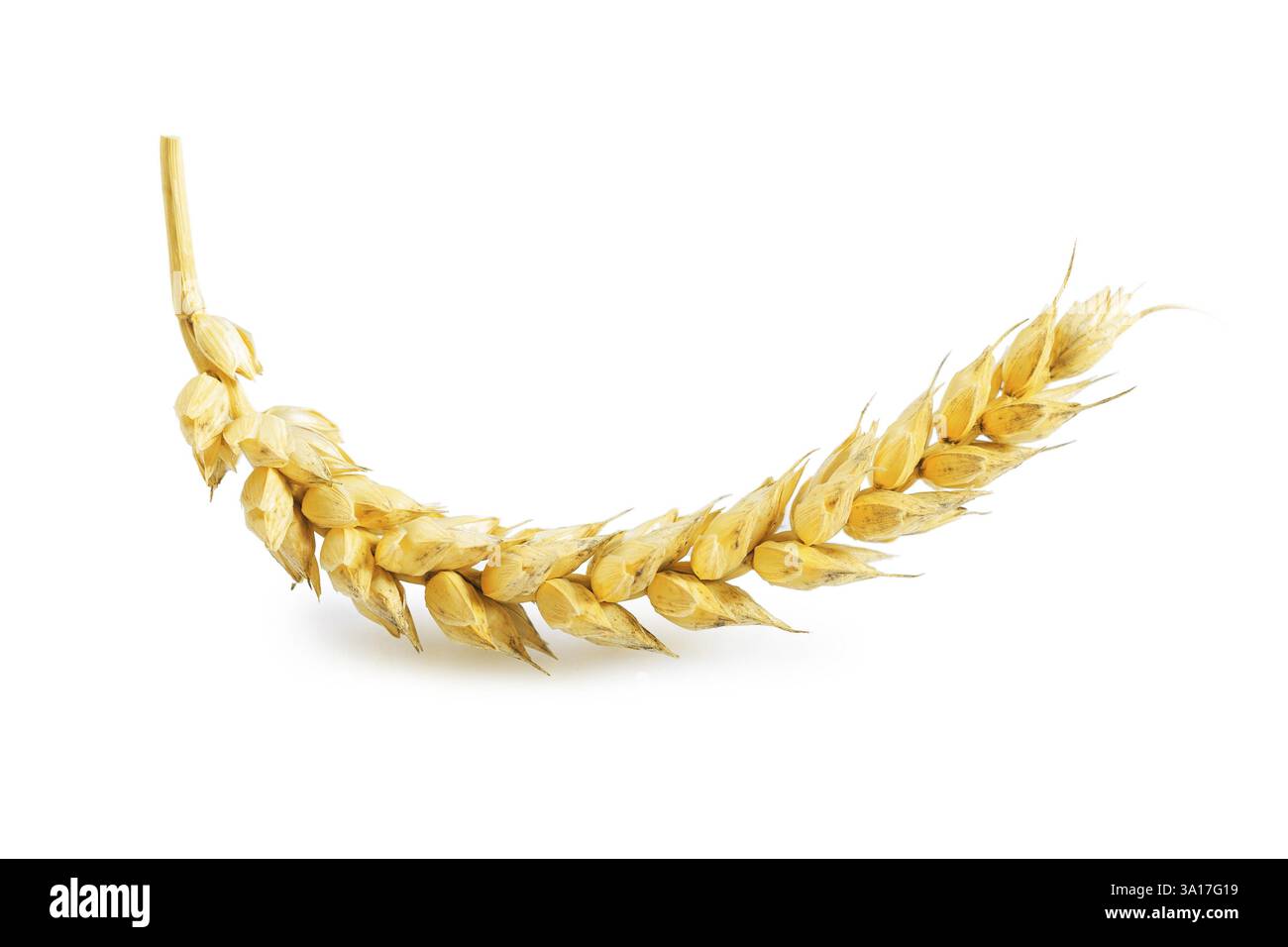 Ear of wheat isolated Stock Photo - Alamy