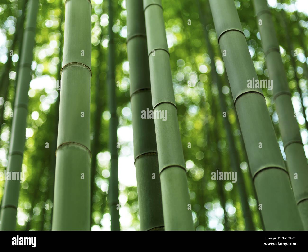 Bamboo forest culms closeup at Arashiyama, Kyoto, Japan, Asia Stock Photo - Alamy
