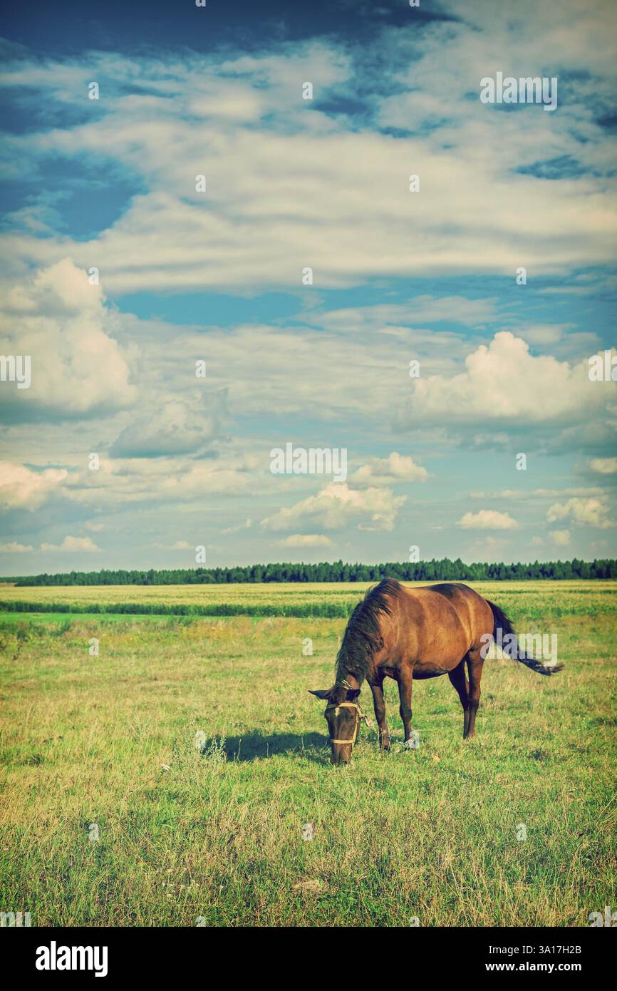 Horse on field instagram stile Stock Photo - Alamy