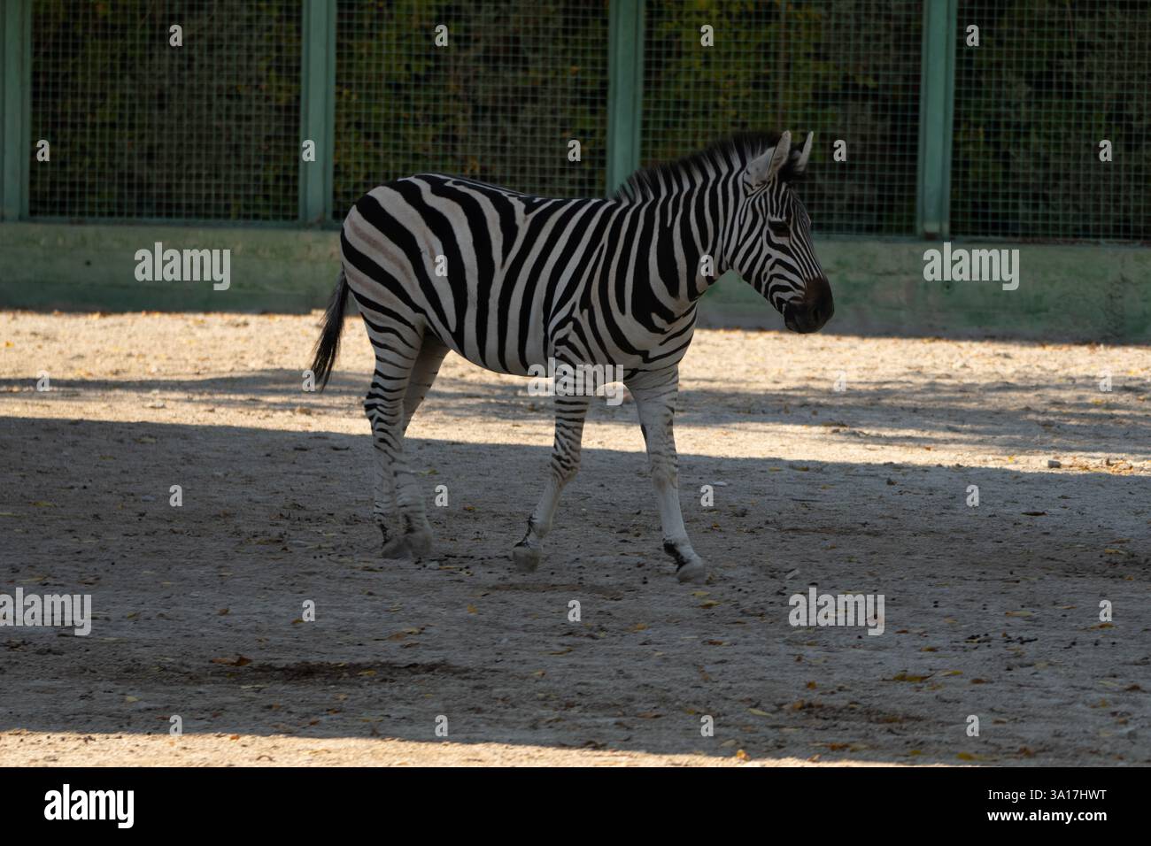 Zebra Zoo Enclosure Summer: Single Plains Zebra calmly walks in zoo ...