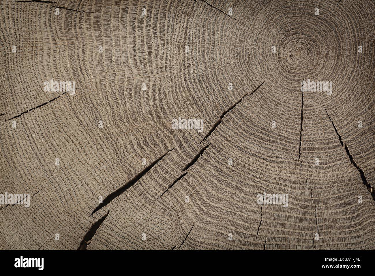 Profile of round section hi-res stock photography and images - Alamy